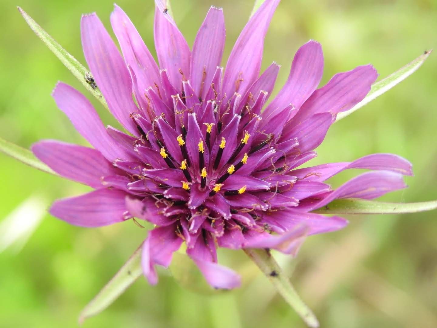 Tragopogon porrifolius
