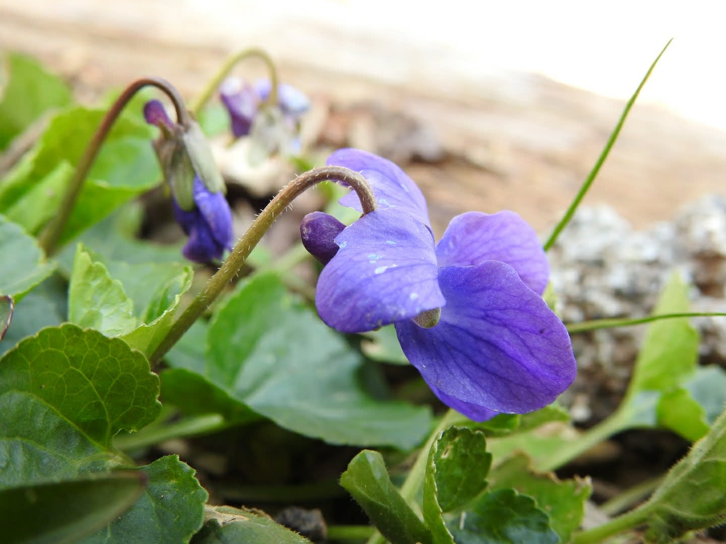 Viola odorata