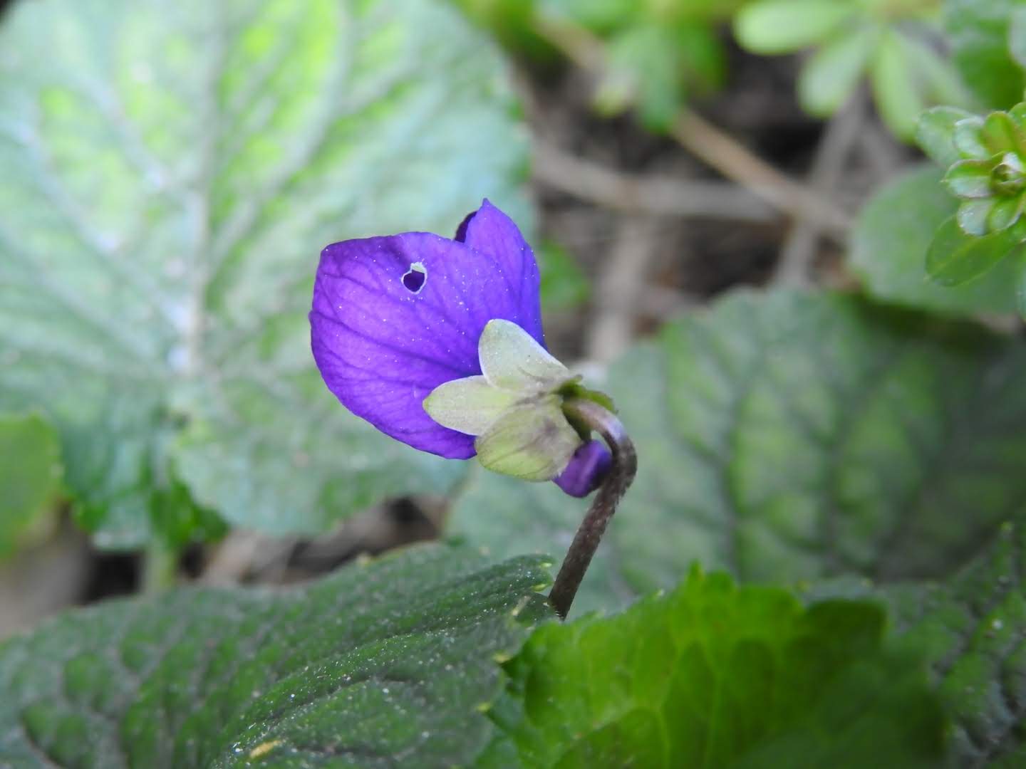 Viola odorata