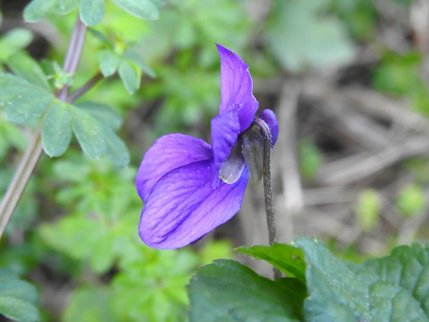 Viola odorata