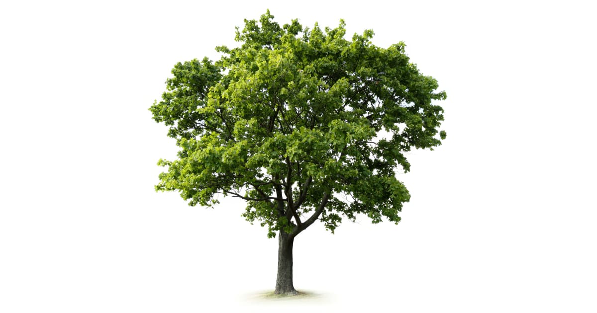 Memorial Trees - Trees & Seedlings | The Sympathy Store