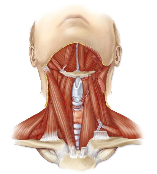 Muscoli Del Collo Anatomia : Fascia cervicale media del collo – YJDYB