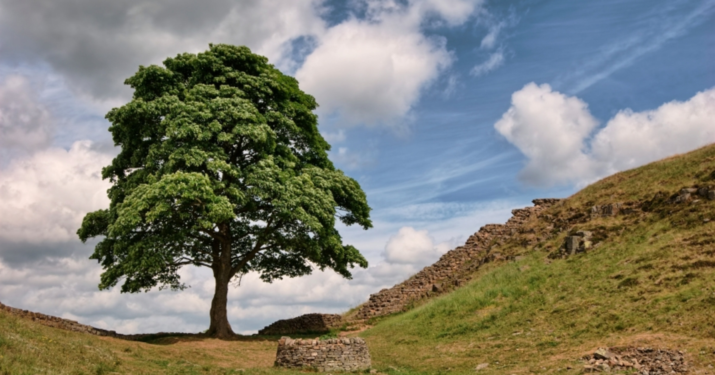 Wee Little Man Turned Tree-Tall Man - Pine Cove