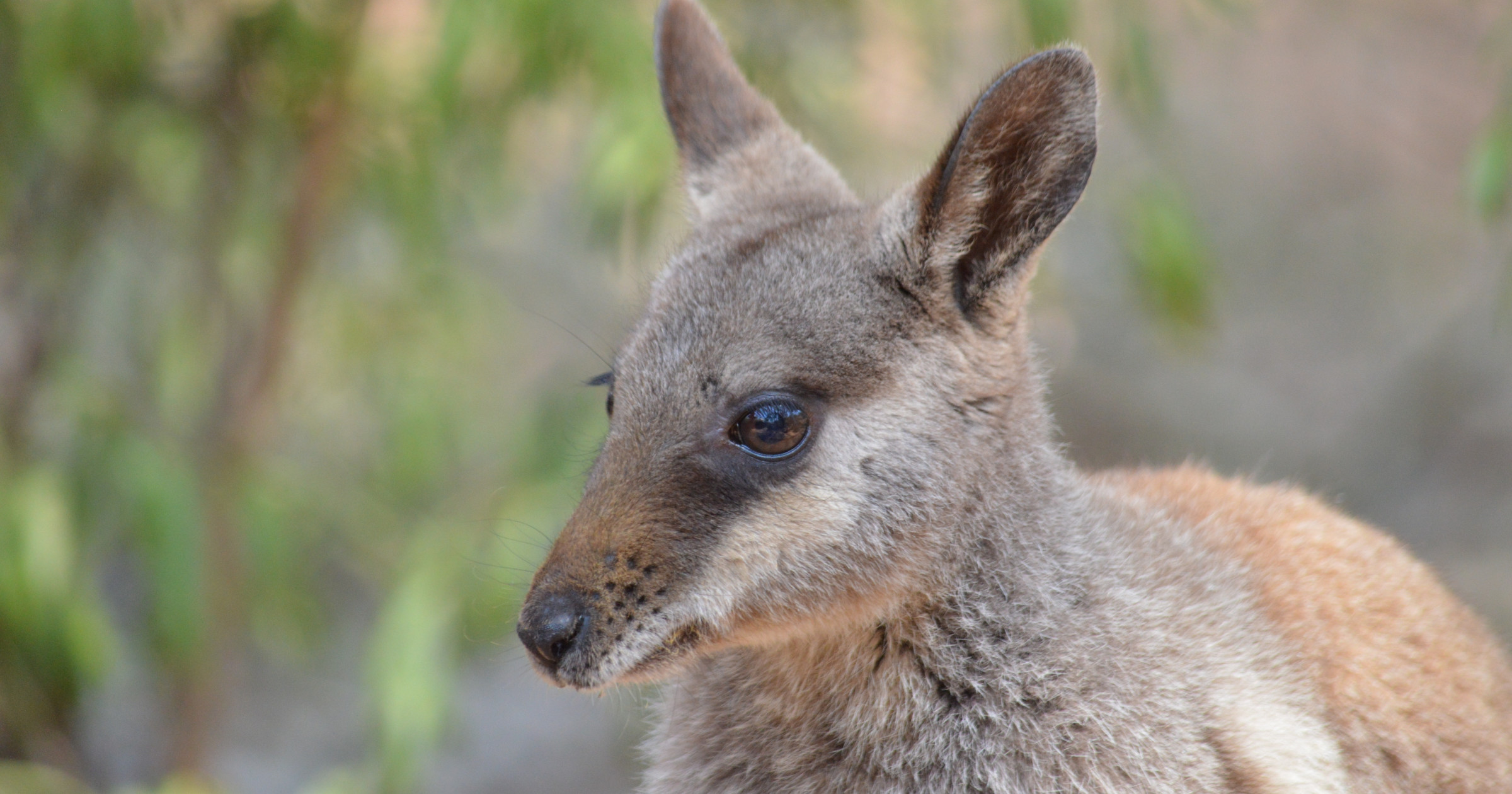 Walter the Wallaby - Pine Cove