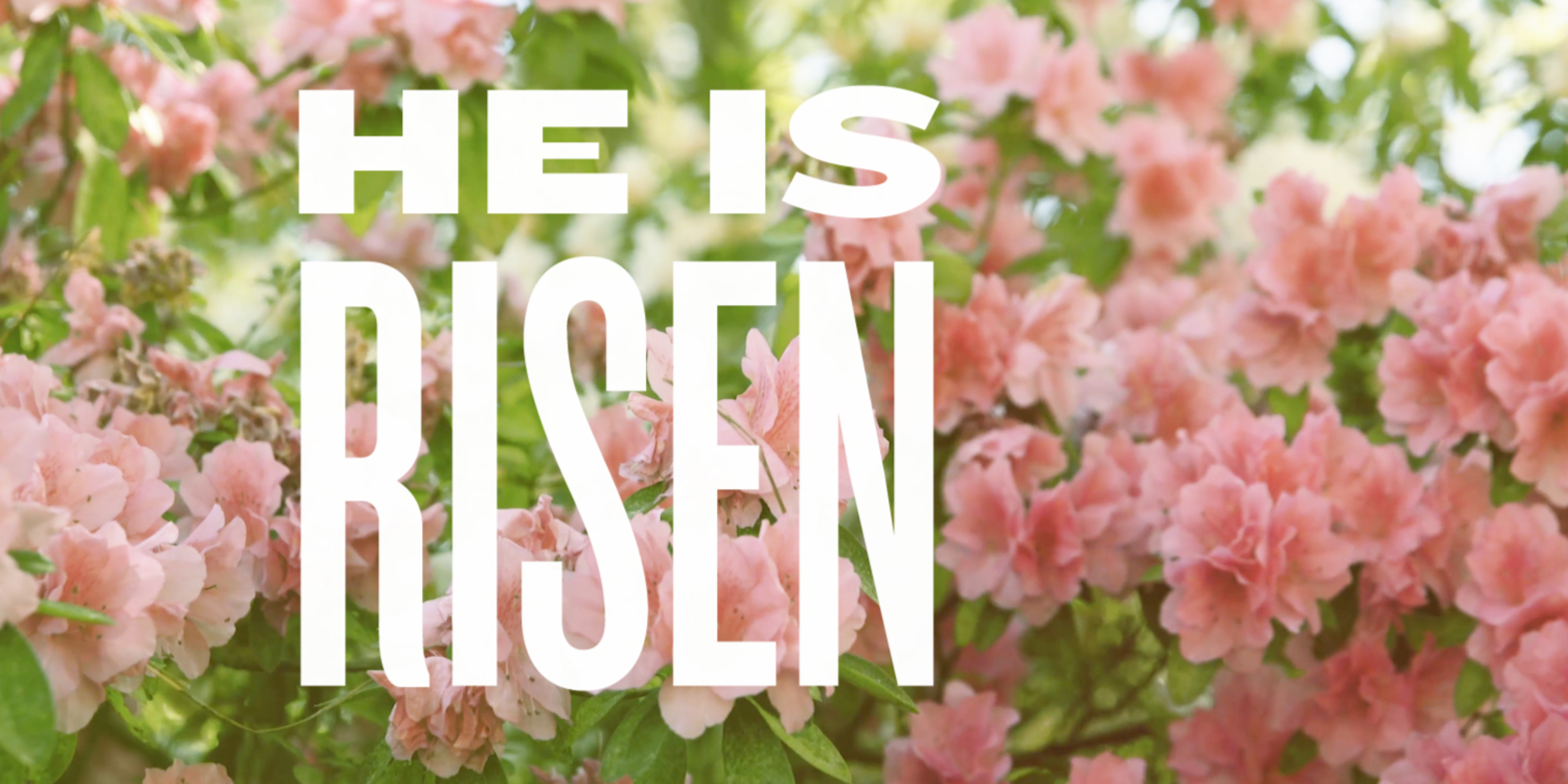 Easter Reflections - Pine Cove