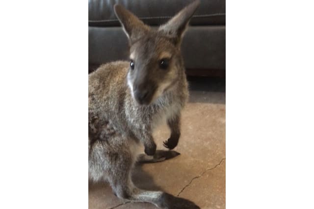 Walter the Wallaby - Pine Cove