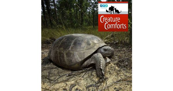 Creature Comforts | Raising Gopher Tortoises - Creature Comforts | Acast