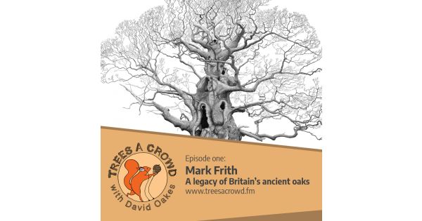 Mark Frith: a legacy of Britain's ancient oaks - Trees A Crowd | Acast