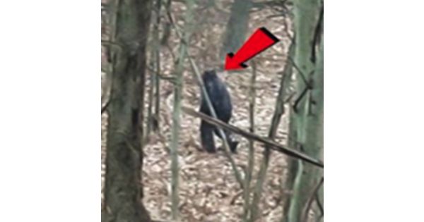 30 EXTREMELY INSANE SCARY CREATURE ENCOUNER HORROR STORIES - Horror Den ...