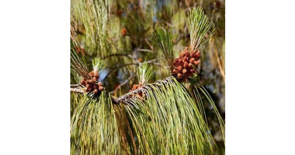 Norway (Red) Pine (bapak wanagemag) - Anishinaabemowin WOTD - KBFT's ...