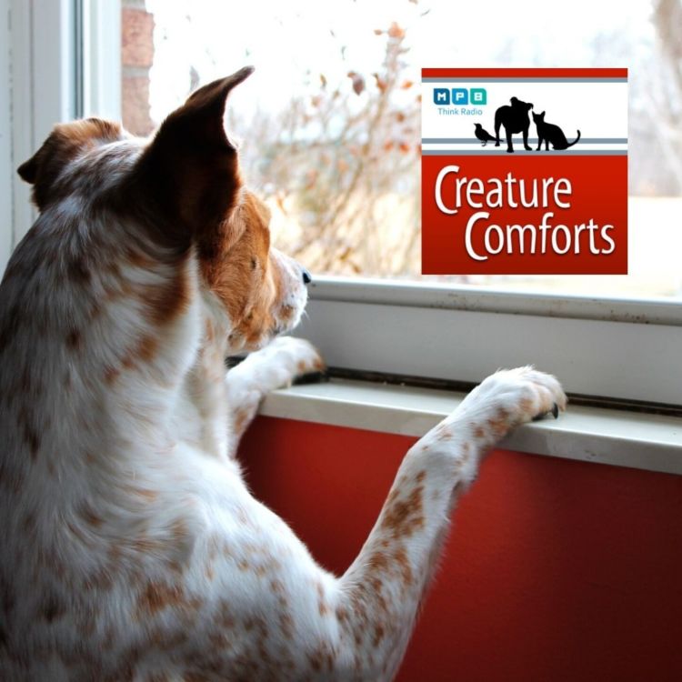 Creature Comforts: Outside the Window - Creature Comforts | Acast