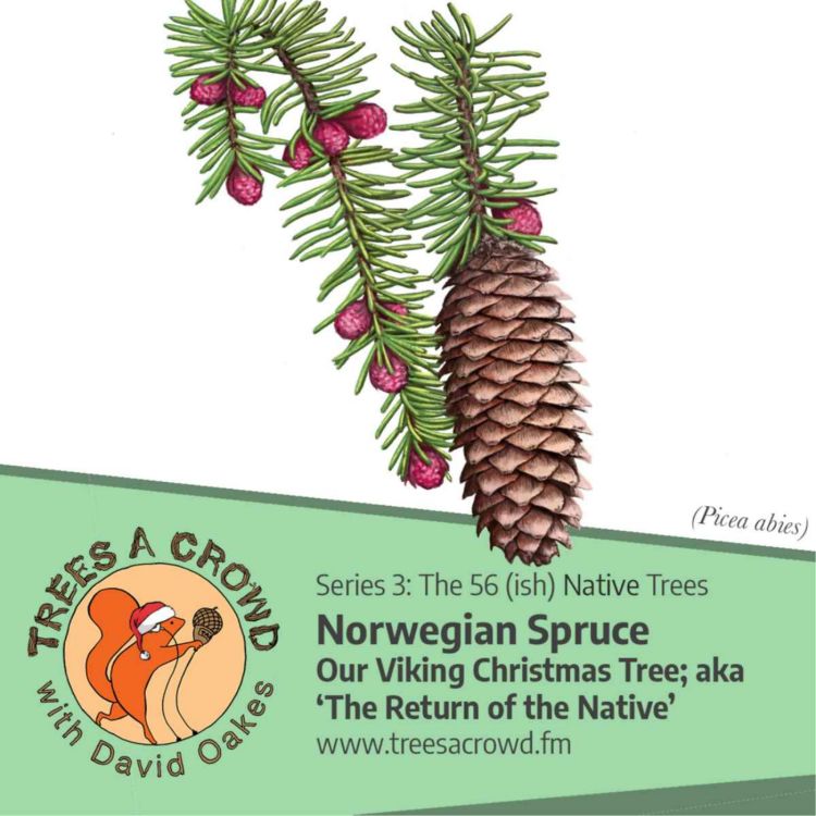 Norwegian Spruce: Our Viking Christmas Tree; aka ‘The Return of the ...