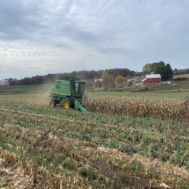 Grazing Cover Crops Interseeded into 60" Row Corn - Field Notes | Acast