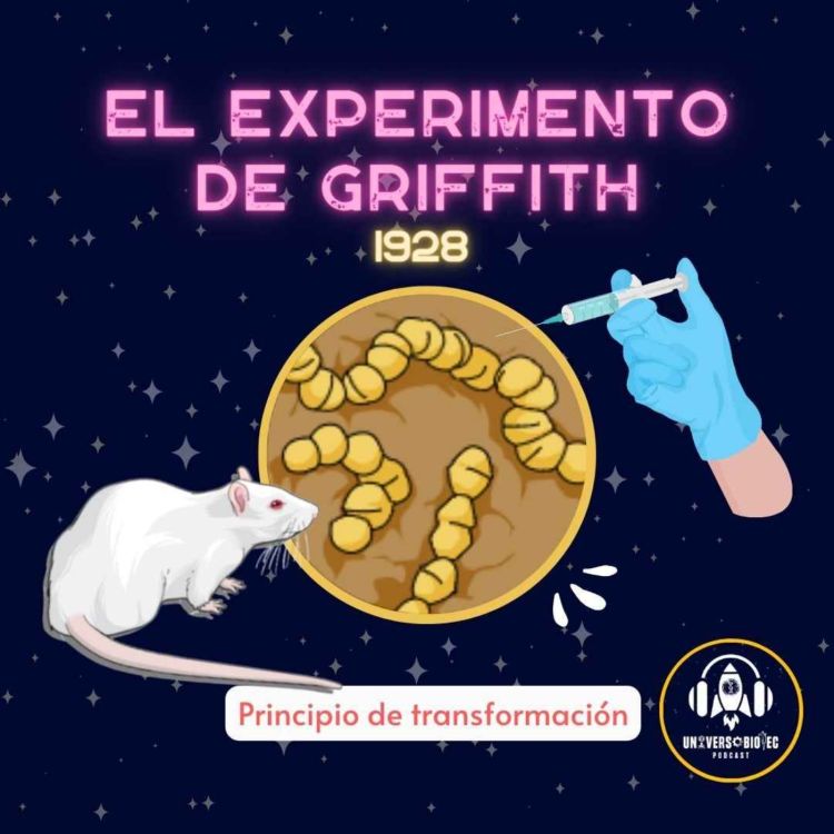 El experimento de Griffith & el principio de transformación - 1928 ...