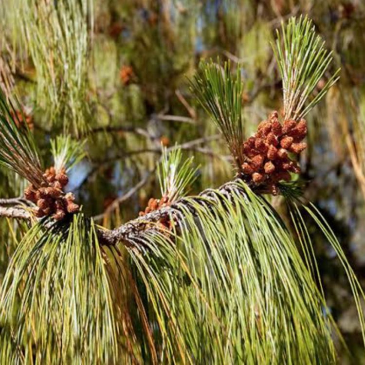 Norway (Red) Pine (bapak wanagemag) - Anishinaabemowin WOTD - KBFT's ...