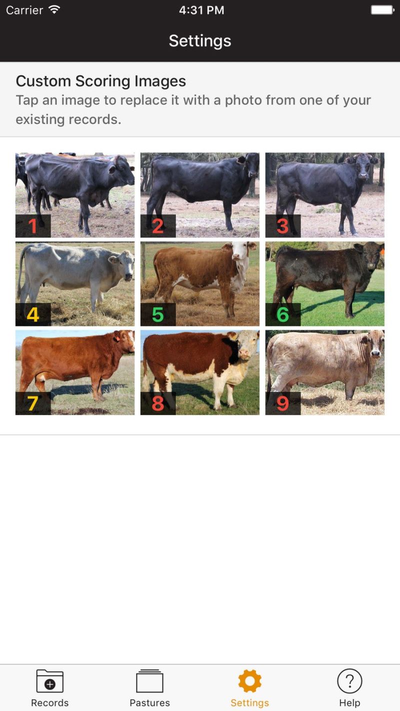 Beef Cow Body Condition Scoring App | Paul Brough
