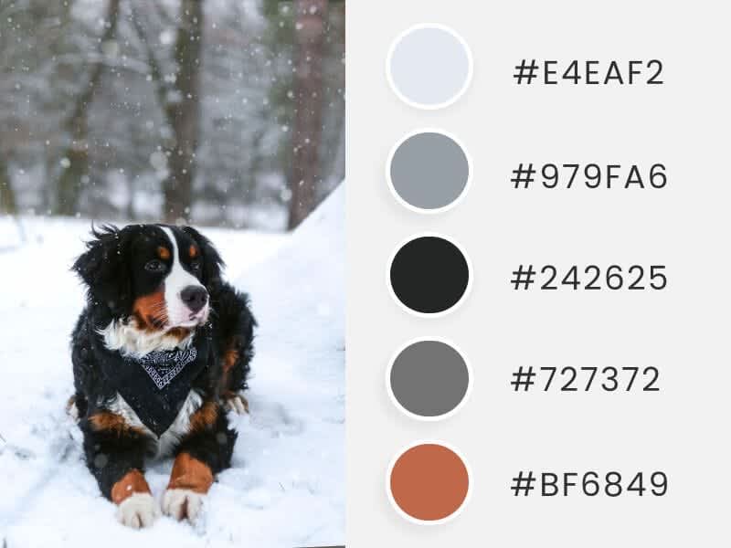 Best Winter Color Palettes | Placeit