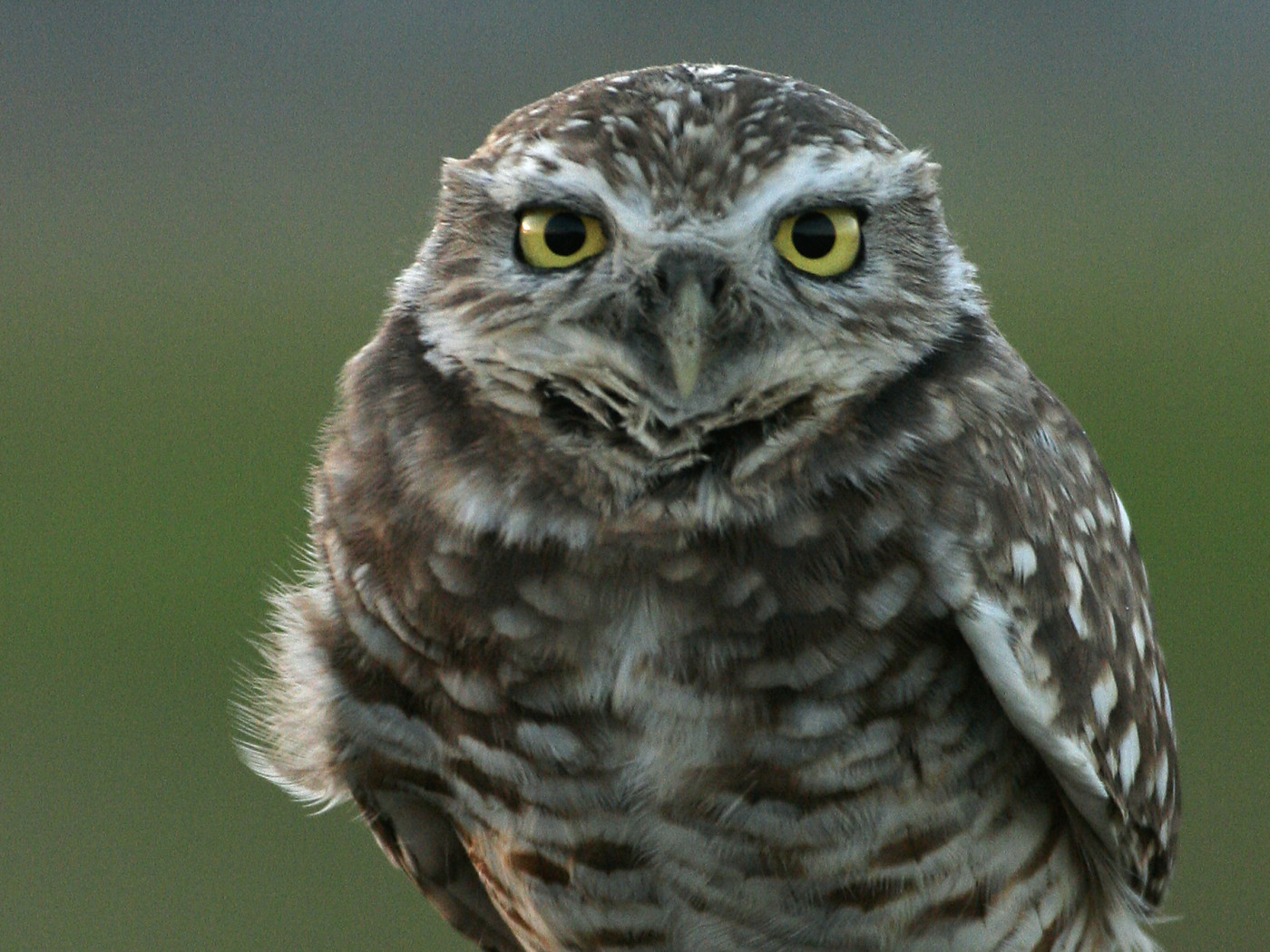 Support David Wimpfheimer - 46th Annual Rich Stallcup Bird-A-Thon ...