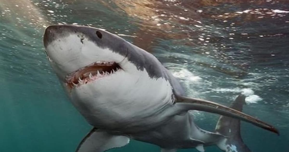 Support Ari Steinberg - Swim Across the Sound’s Virtual Challenge ...