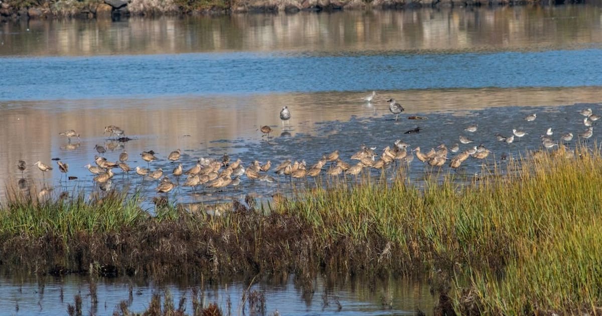 Support The Robb Field Robins - San Diego Birdathon 2026 | PledgeIt for ...