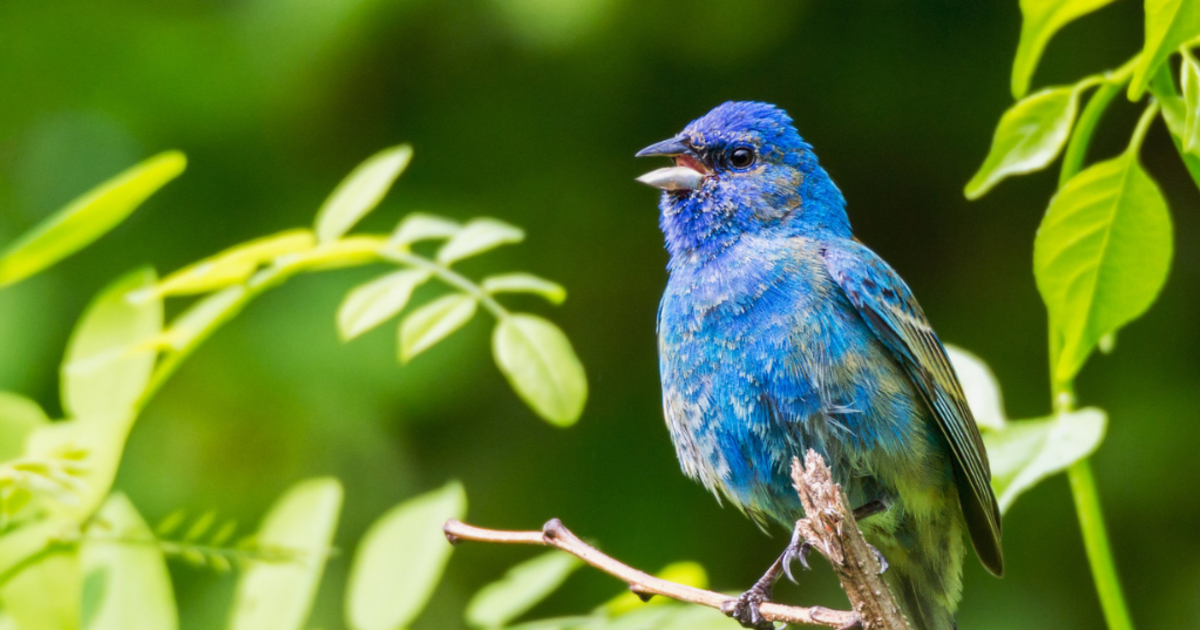 Support CEC Birdathon - May 5-21, 2023 | PledgeIt for Charities