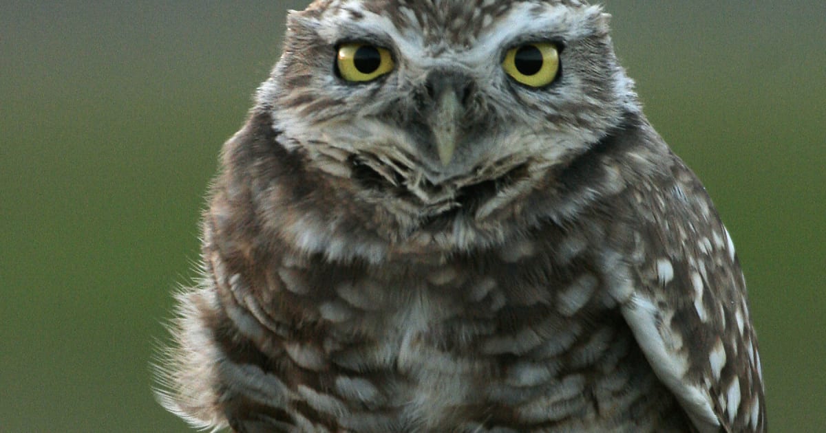 Support David Wimpfheimer - 46th Annual Rich Stallcup Bird-A-Thon ...