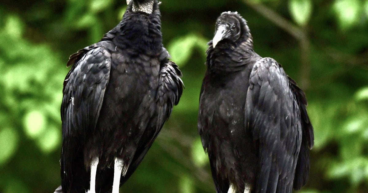 Support Judy Buchholz - CEC Birdathon - May 3-19, 2024 | PledgeIt for ...