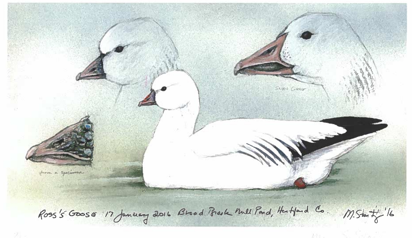 Support 2025 Migration Magic Birdathon | PledgeIt for Charities