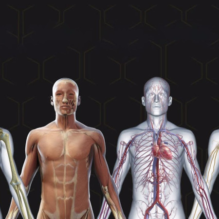 Science - The Human Body – Plickers