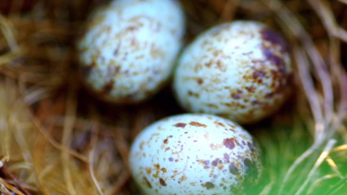 The Magic of Cardinal Eggs: Facts for Bird Lovers | Freebirders