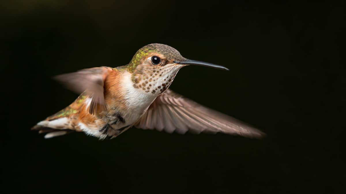 What Do Hummingbirds Do At Night? | Freebirders
