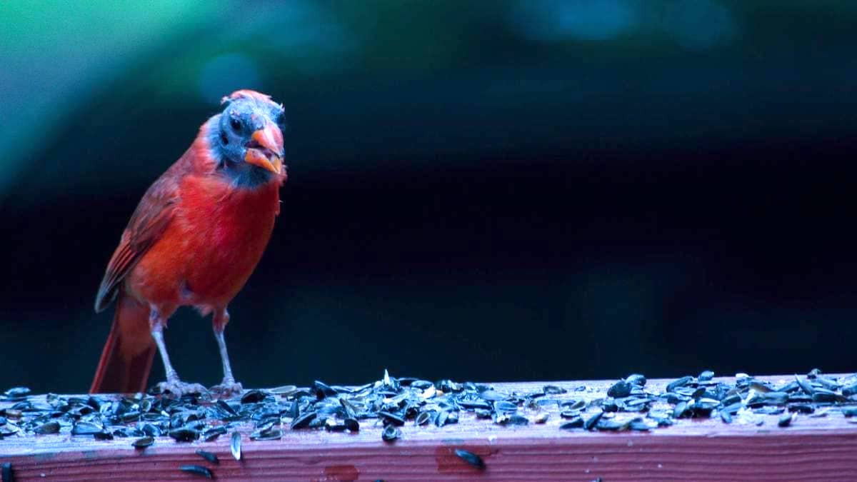 The Bald Truth: Cardinal Molting Unveiled | Freebirders