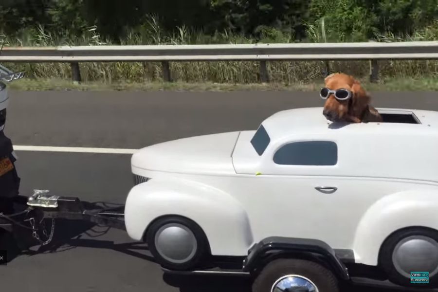 [Video] Un perro viaja con más estilo que su dueño - Mascotadictos