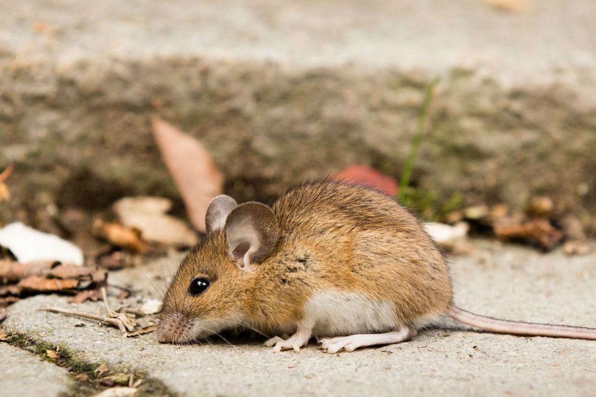 Las ratitas son lo mejor, y este video lo prueba - Mascotadictos