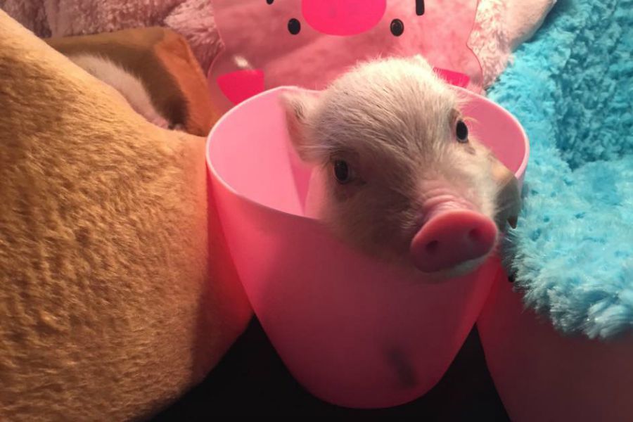 Una nueva tendencia: Cerdos en miniatura - Mascotadictos