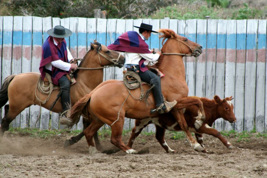 El actor principal del Rodeo: El Novillo - Mascotadictos