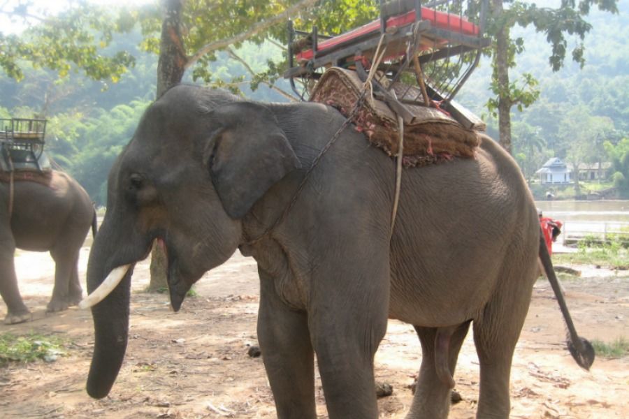 El cruel entrenamiento de elefantes de paseo en Asia - Mascotadictos