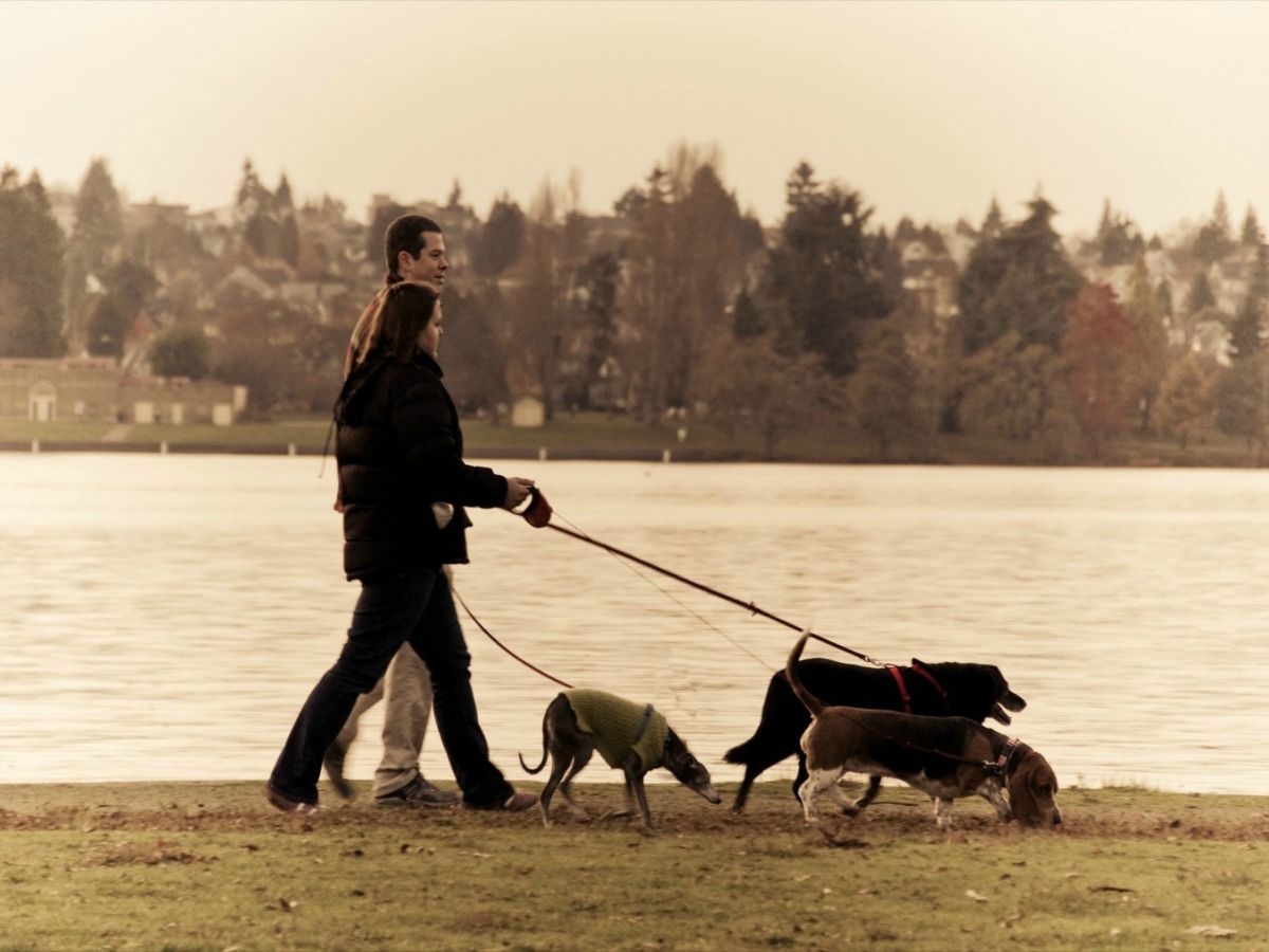 5 beneficiosas razones por las que debes salir y jugar con tu perro ...