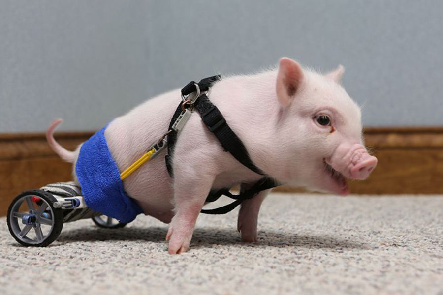 5 videos de animalitos discapacitados que te harán amar la vida ...
