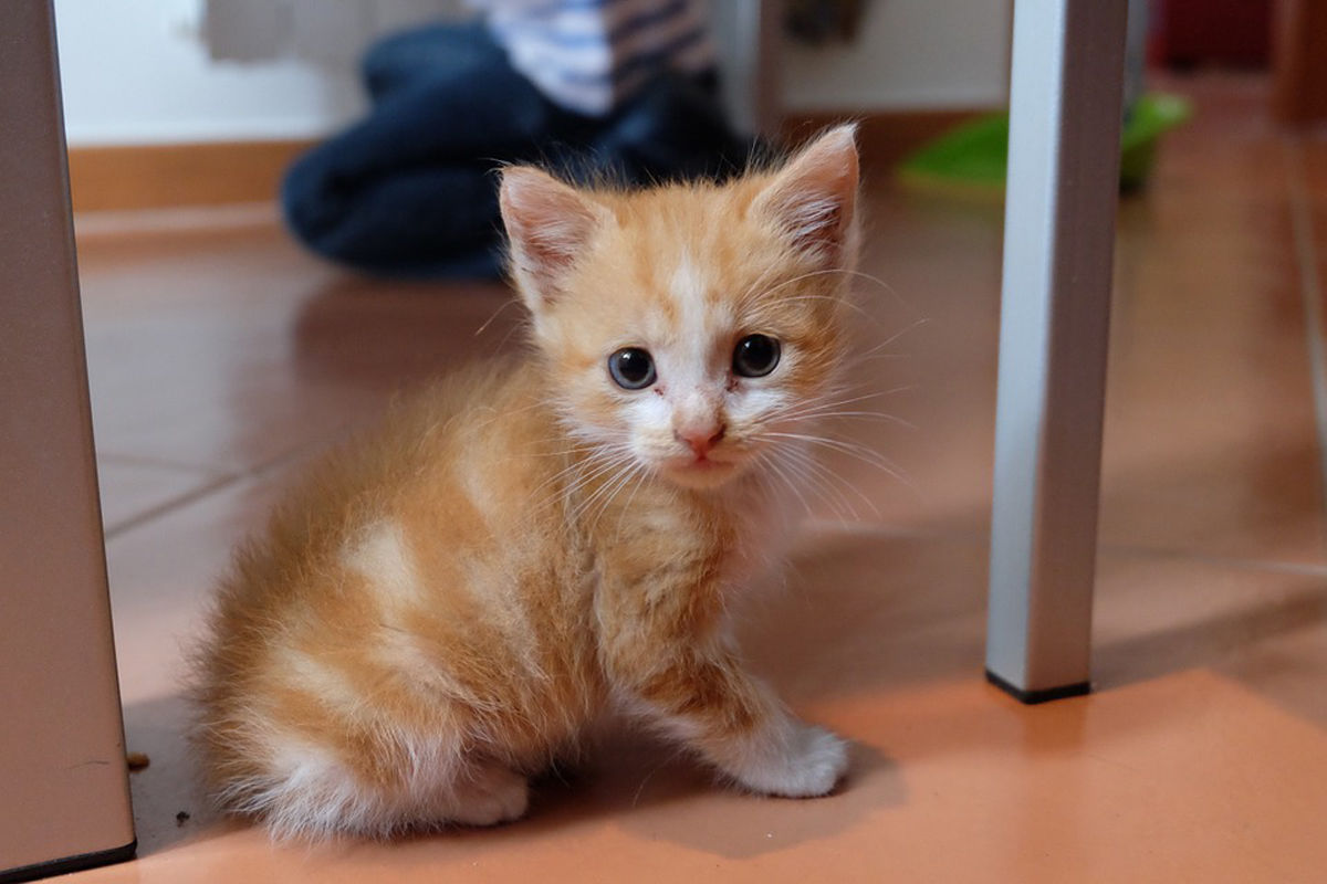 10 Im genes De Gatos Tiernos Que No Puedes Dejar De Ver Mascotadictos 10 Im genes De Gatos Tiernos Que No Puedes Dejar De Ver Mascotadictos
