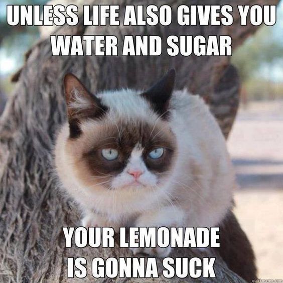 12 veces en que nos identificamos con "Grumpy Cat" - Mascotadictos