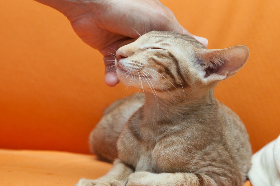 7 consejos para hacer feliz a tu gatito - Mascotadictos