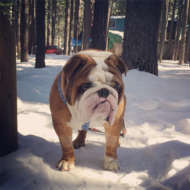 7 hermosos perros arrugados reyes de Instagram - Mascotadictos