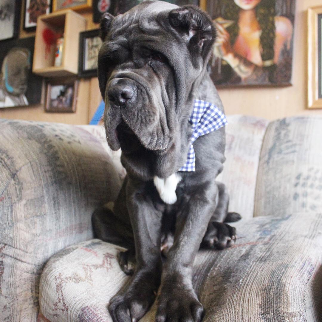 7 hermosos perros arrugados reyes de Instagram - Mascotadictos