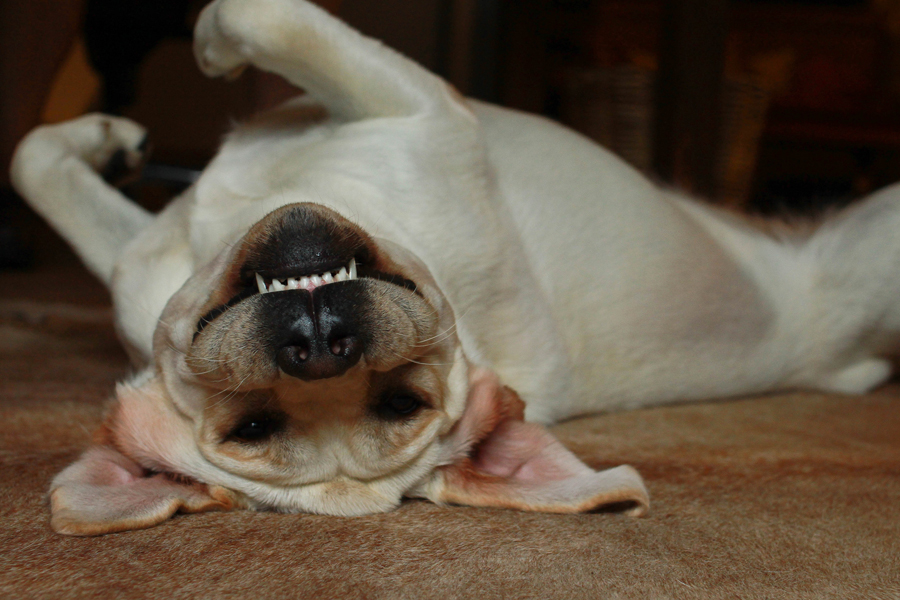 10 Imágenes De Perros Sonriendo Mascotadictos