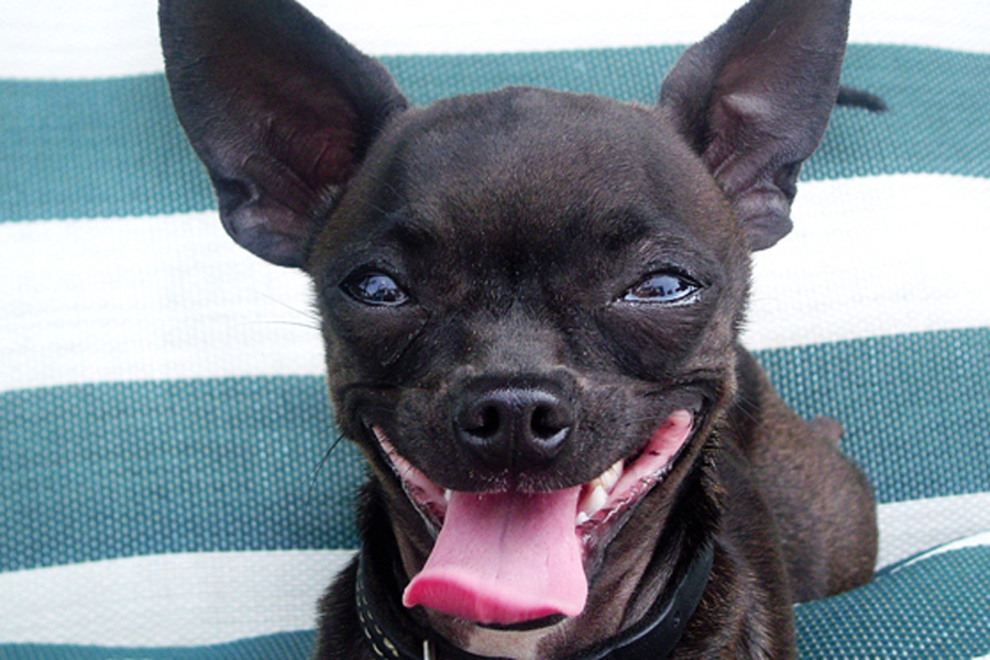 10 Imágenes de Perros sonriendo - Mascotadictos