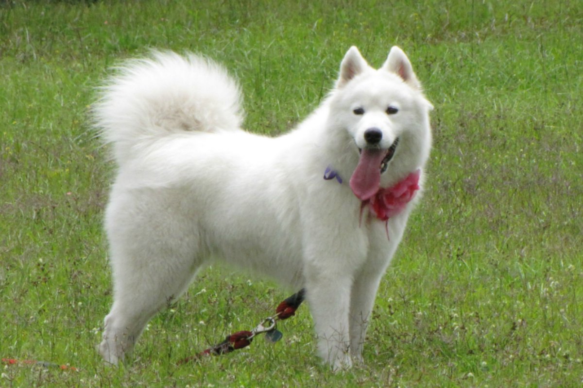 7 razas de perros que parecen lobos - Mascotadictos
