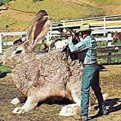 Postman | Postman API Network