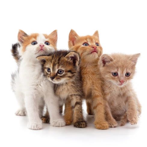 Win Thu Aung | Public APIs | Postman API Network