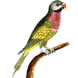 Blacki | Public APIs | Postman API Network